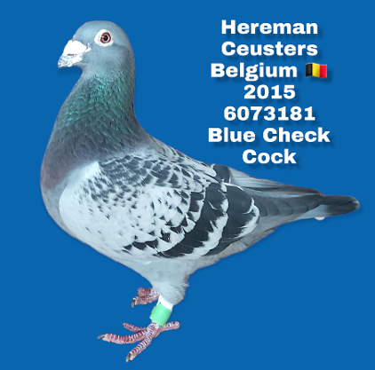 Stock Birds | Northern Gold Coast | Hudson Lofts